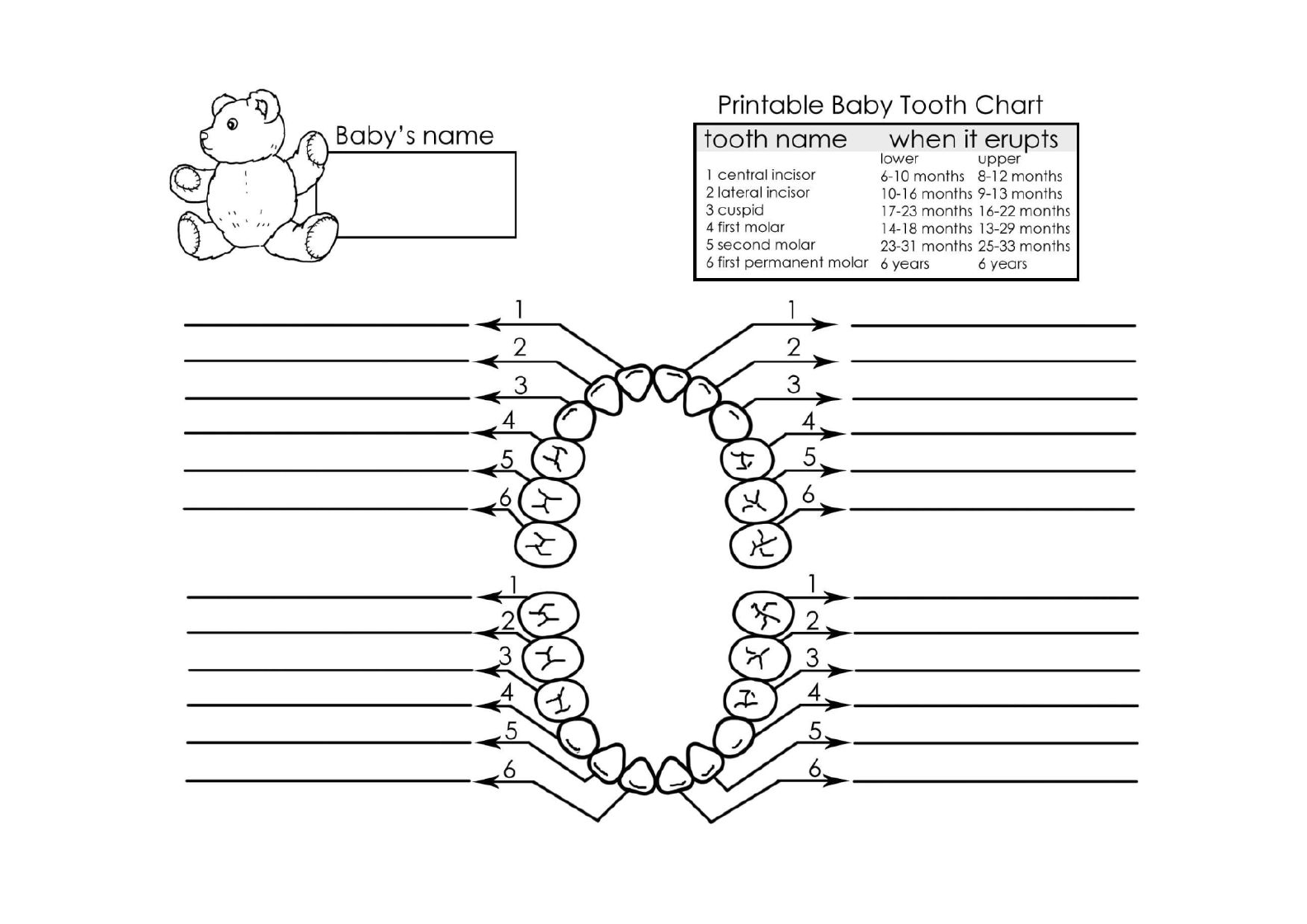 Preview Baby Milk Teeth Chart